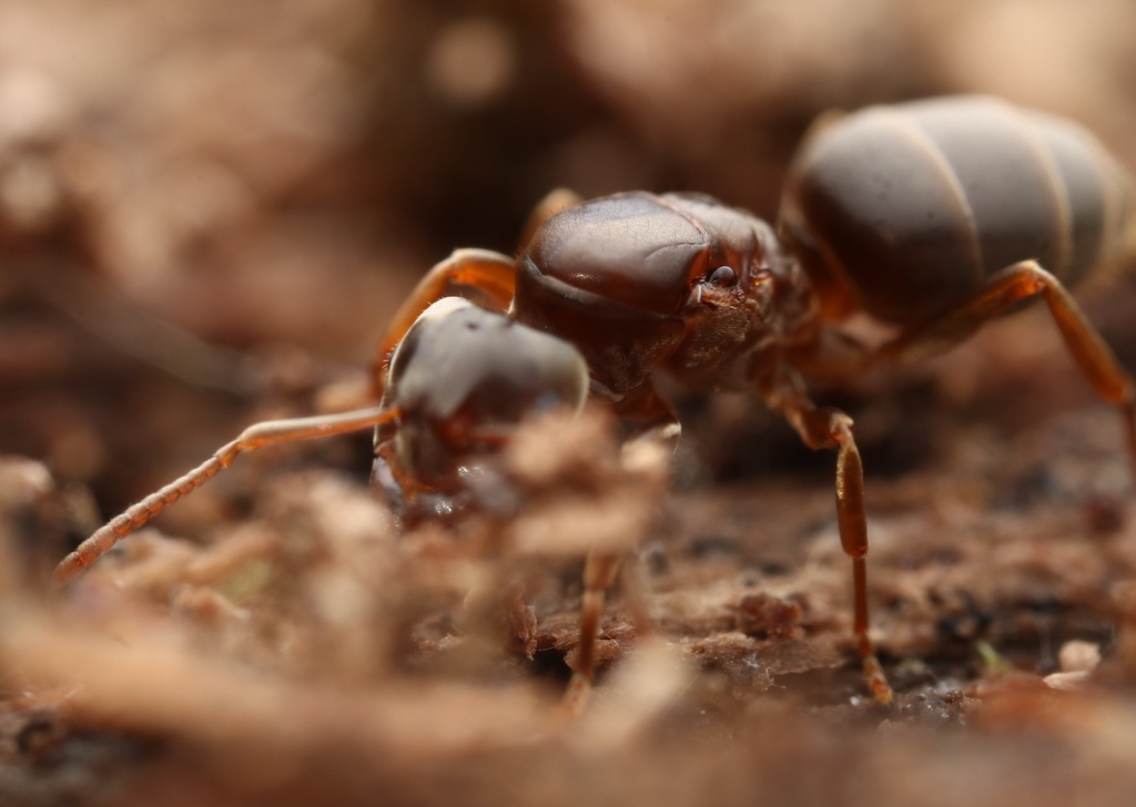 Shaded Fuzzy Ant from Patuxent Research Refuge on February 11, 2023 at ...