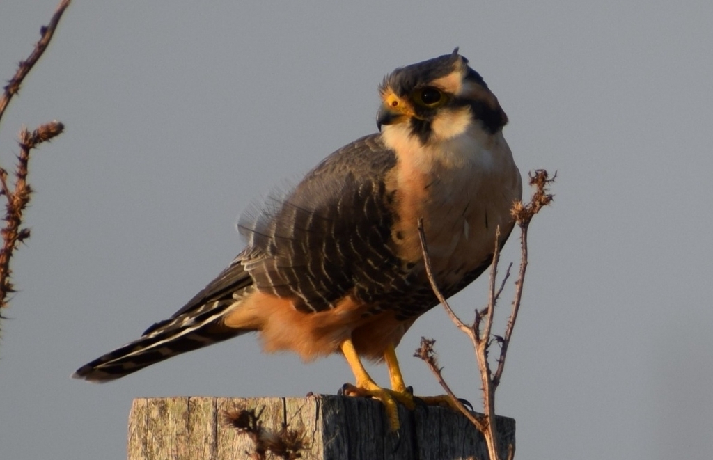 Aplomado Falcon from Departamento de San José, Uruguay on March 8, 2023 ...
