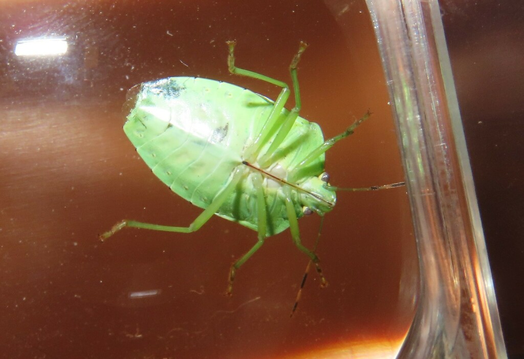 Green Stink Bug in February 2023 by Mila B. · iNaturalist