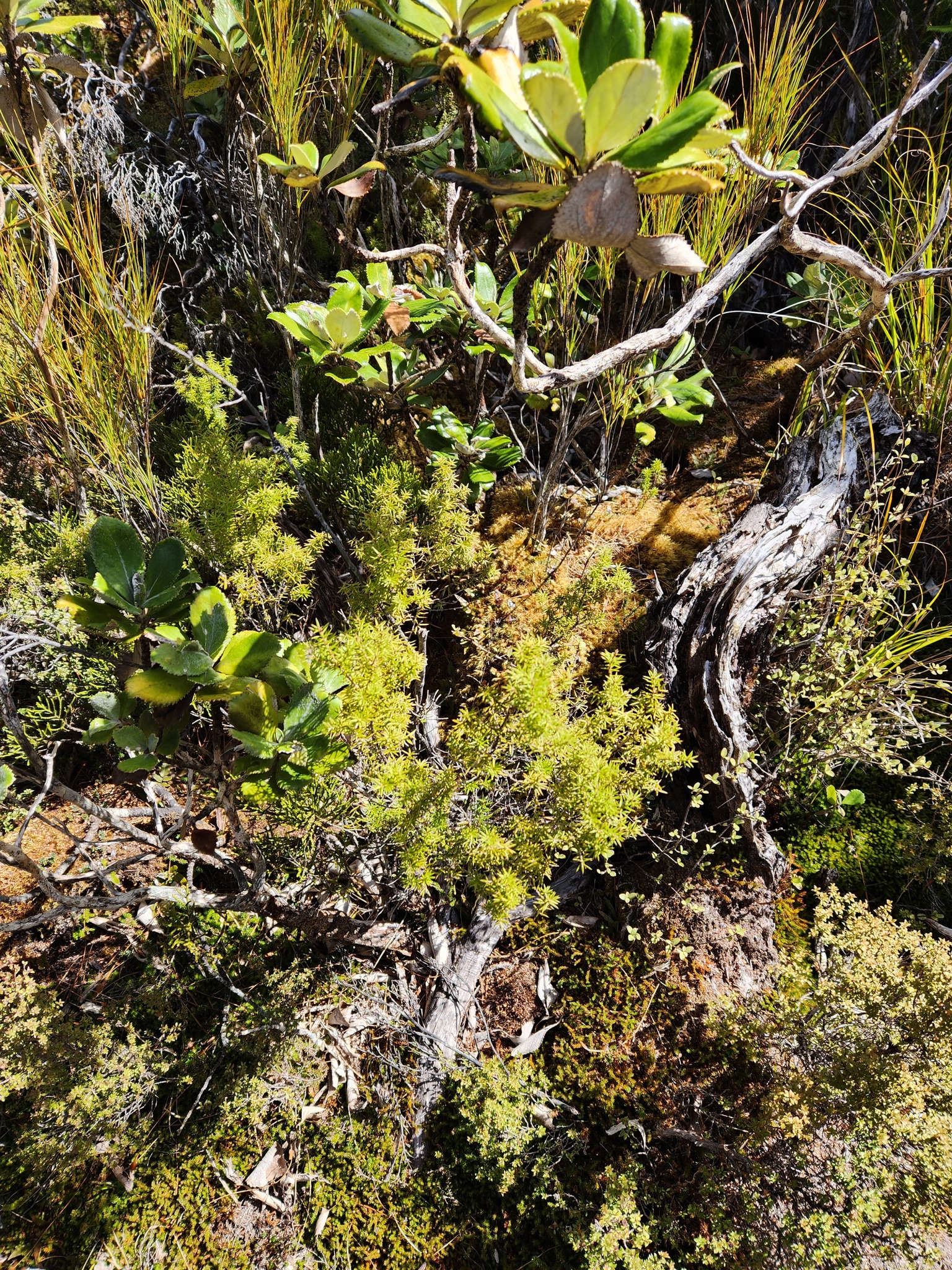 Leptecophylla juniperina (J.R.Forst. & G.Forst.) C.M.Weiller