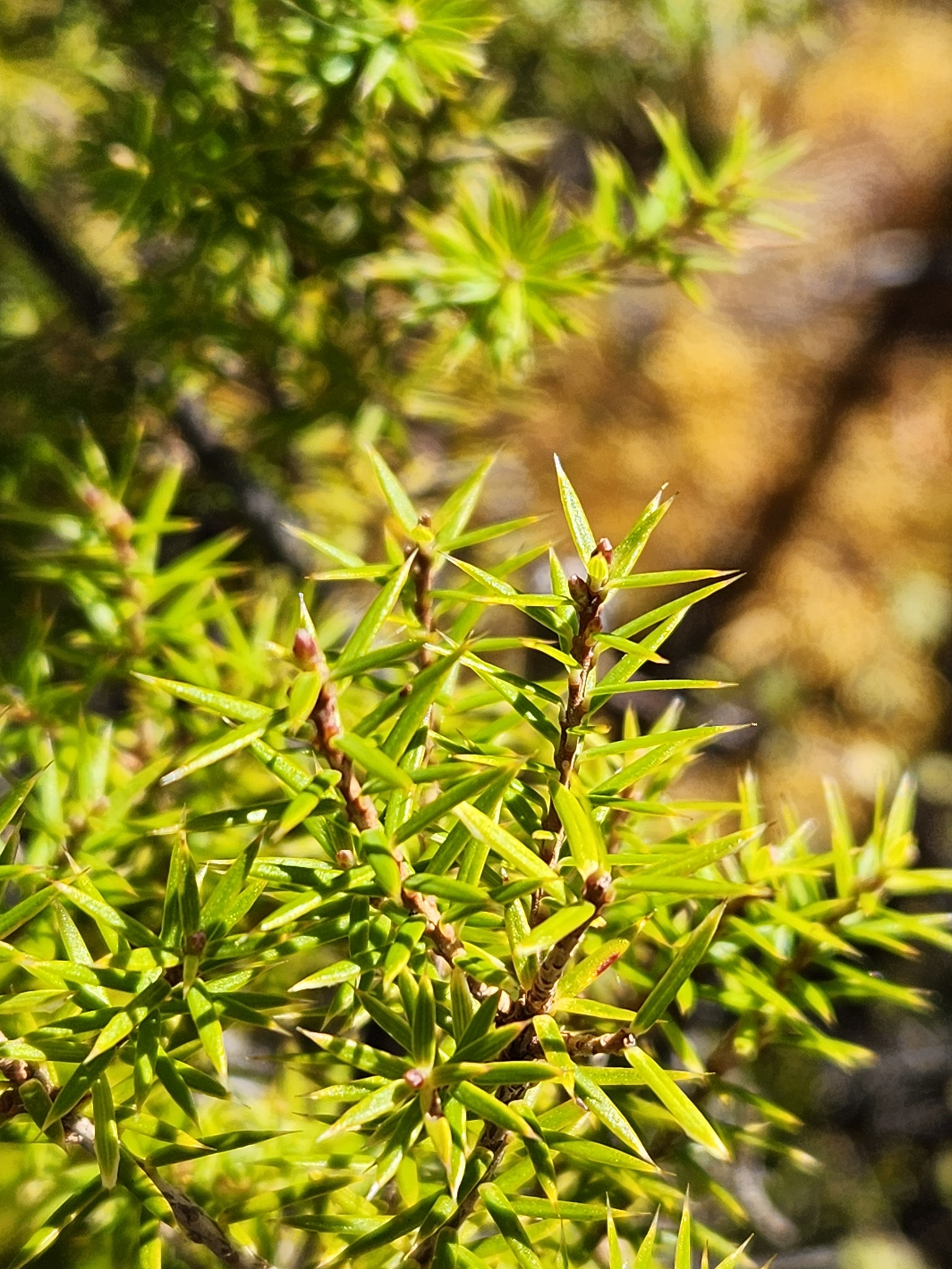 Leptecophylla juniperina (J.R.Forst. & G.Forst.) C.M.Weiller