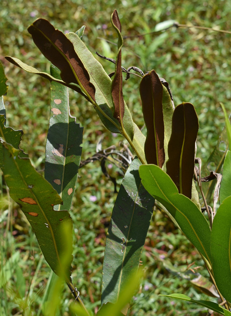 Mangrove Fern from Cairns QLD, Australia on January 16, 2023 at 11:36 ...