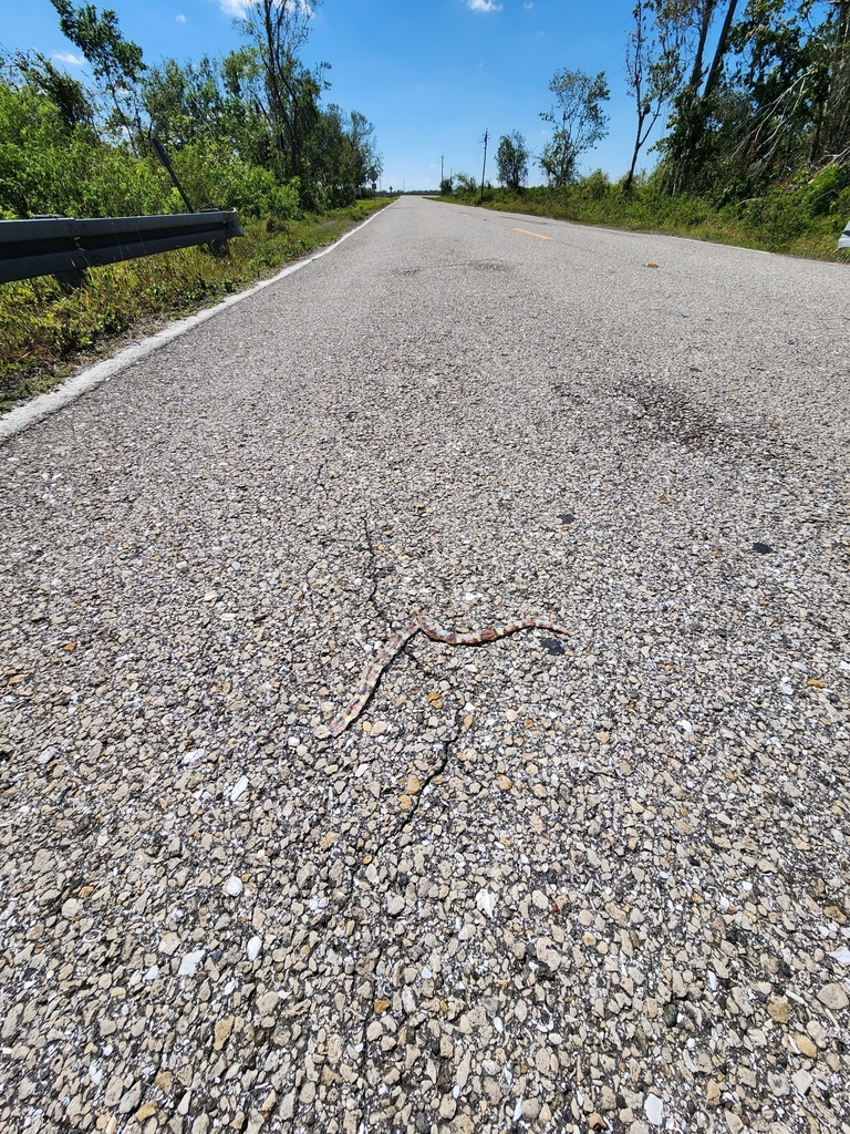 Scarlet Kingsnake from Sidell, FL 34266, USA on February 27, 2023 at 01 ...