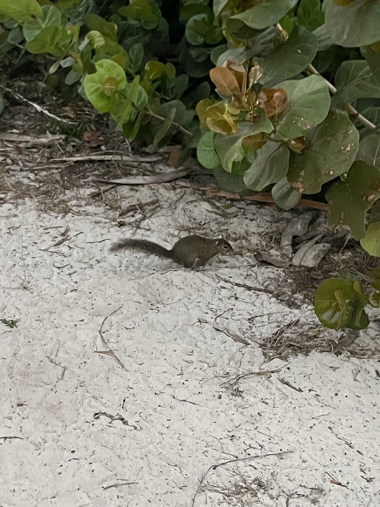 Eastern Gray Squirrel from University of South Florida, Tampa, FL, US ...