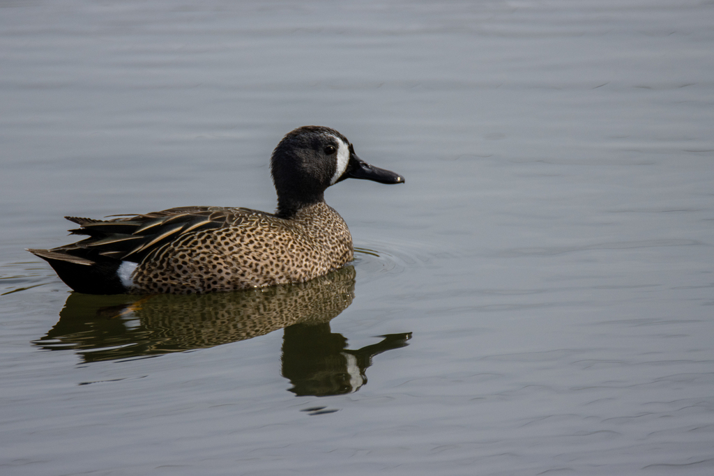 Blue-winged Teal from Oakland, CA, USA on March 7, 2023 at 12:32 PM by ...
