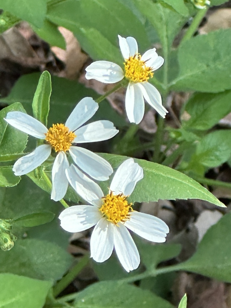White beggarticks from Lettuce Lake Conservation Park, Tampa, FL, US on ...
