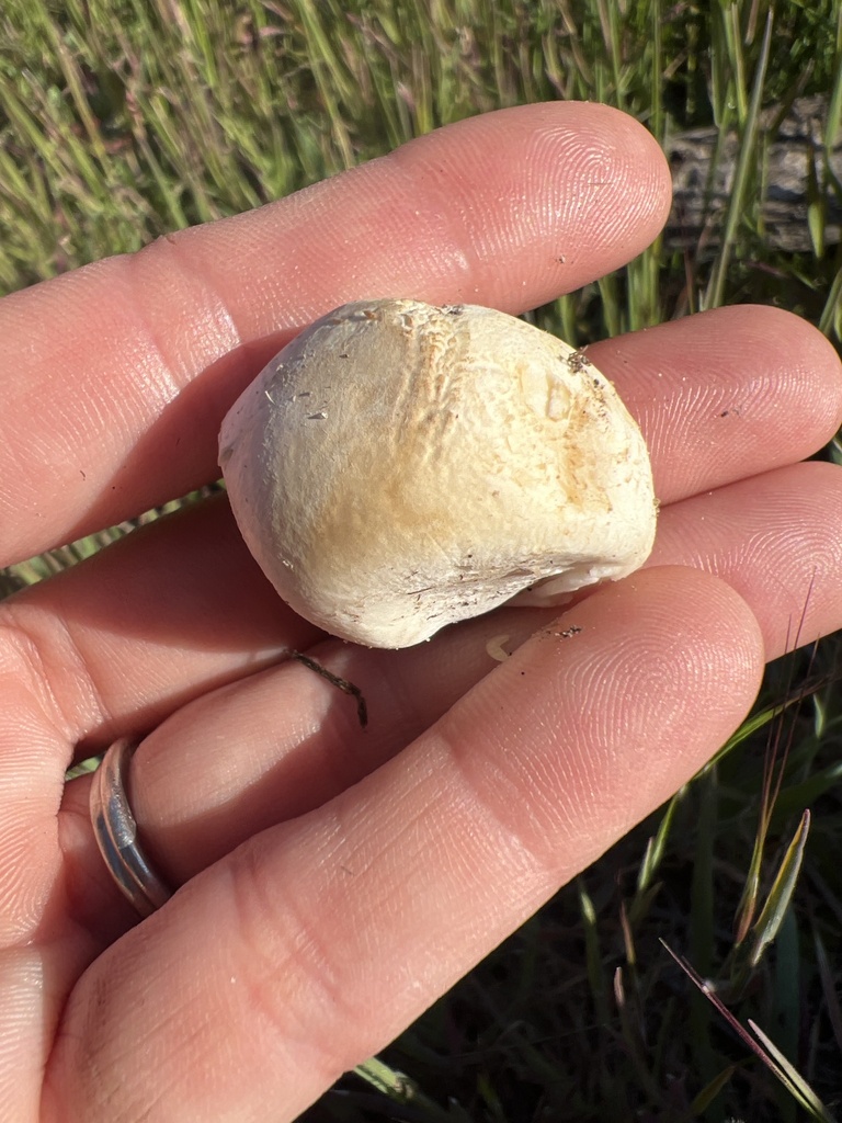 puffballs from Ryan Ranch, Monterey, CA, US on March 8, 2023 at 04:34 ...