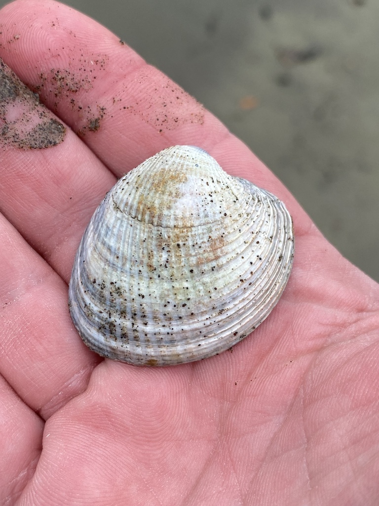 New Zealand Cockle from French Bay, Banks Peninsula Ward, Canterbury ...
