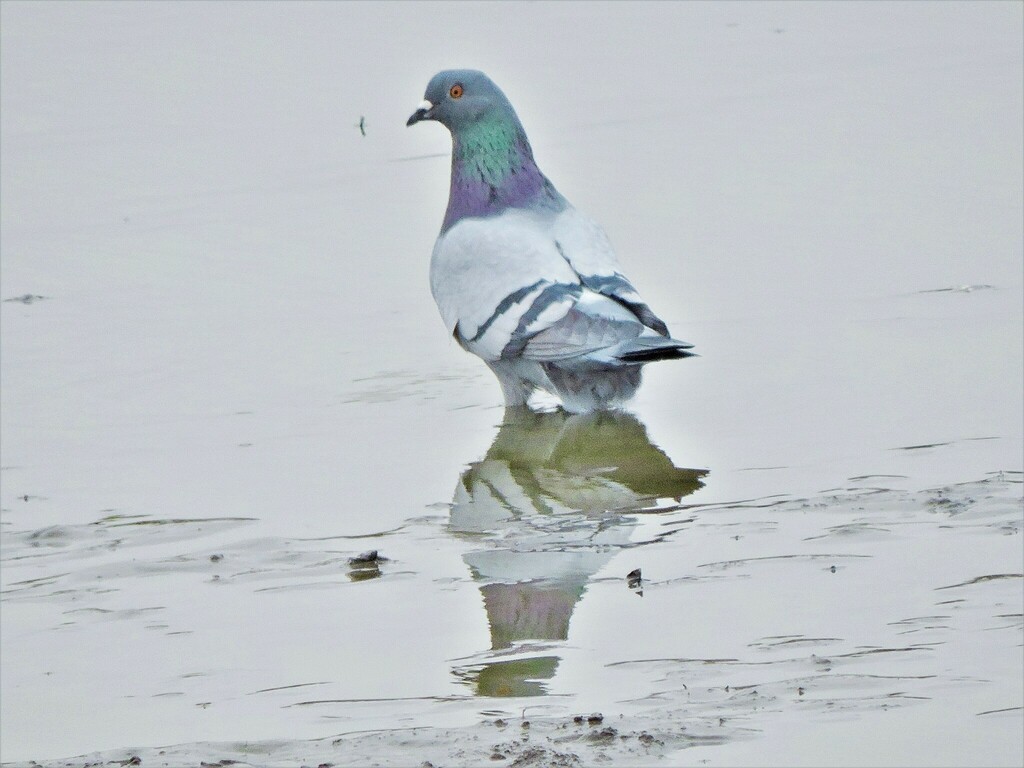 Feral Pigeon from Lubbock, TX, USA on March 08, 2023 at 03:02 PM by ...