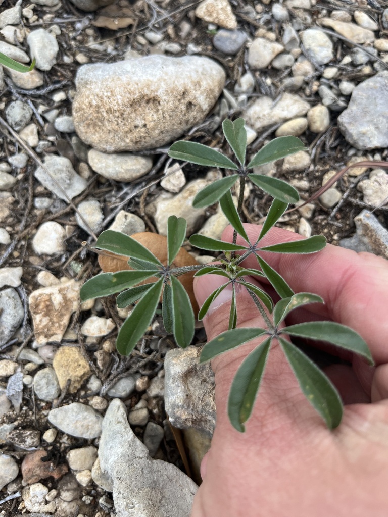 Texas Plains Indian breadroot from Jacob's Well Natural Area, Wimberley ...