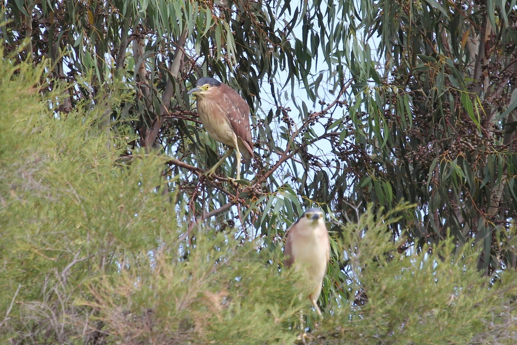 Rufous Night-Heron (Birds of Timor-Leste) · iNaturalist