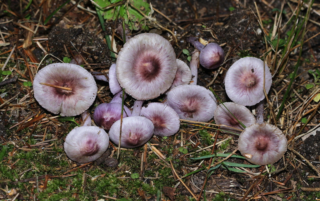 Inocybe lilacina from East Arbutus County Park, Duck Hill Road ...