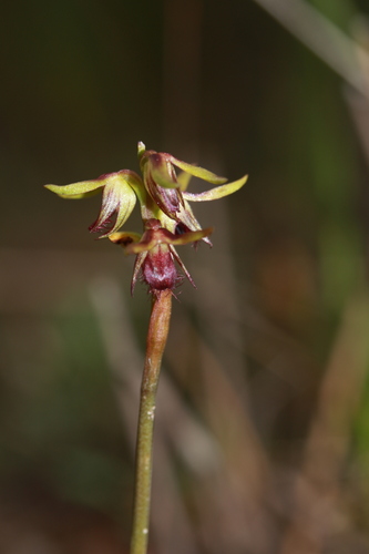 Genoplesium oliganthum · iNaturalist