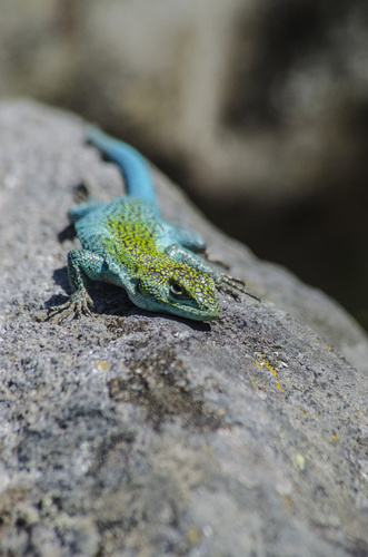 Blue-Green Smooth-throated Lizard (Liolaemus tenuis) - Snakes and Lizards