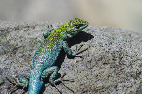 Blue-Green Smooth-throated Lizard (Liolaemus tenuis) - Snakes and Lizards