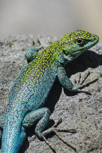 Blue-Green Smooth-throated Lizard (Liolaemus tenuis) - Snakes and Lizards