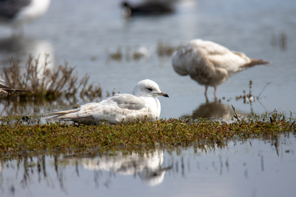 Large White-headed Gulls from Oakland, CA, USA on March 07, 2023 at 11: ...