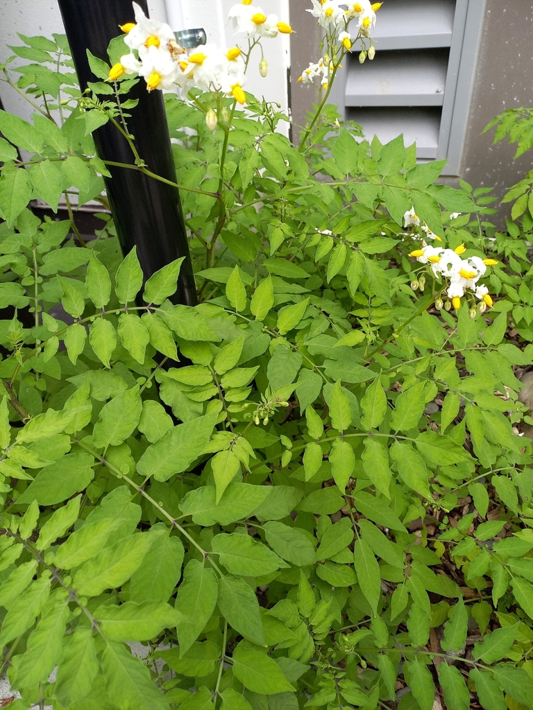 Solanum chacoense from Gerald St near Murray Pl, Lincoln 7608, New ...