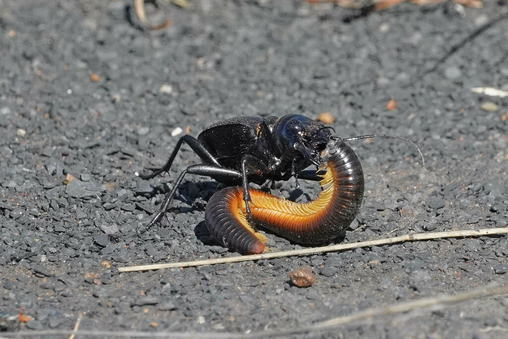Monster Tiger Beetles from Pixley ka Seme District Municipality, South ...