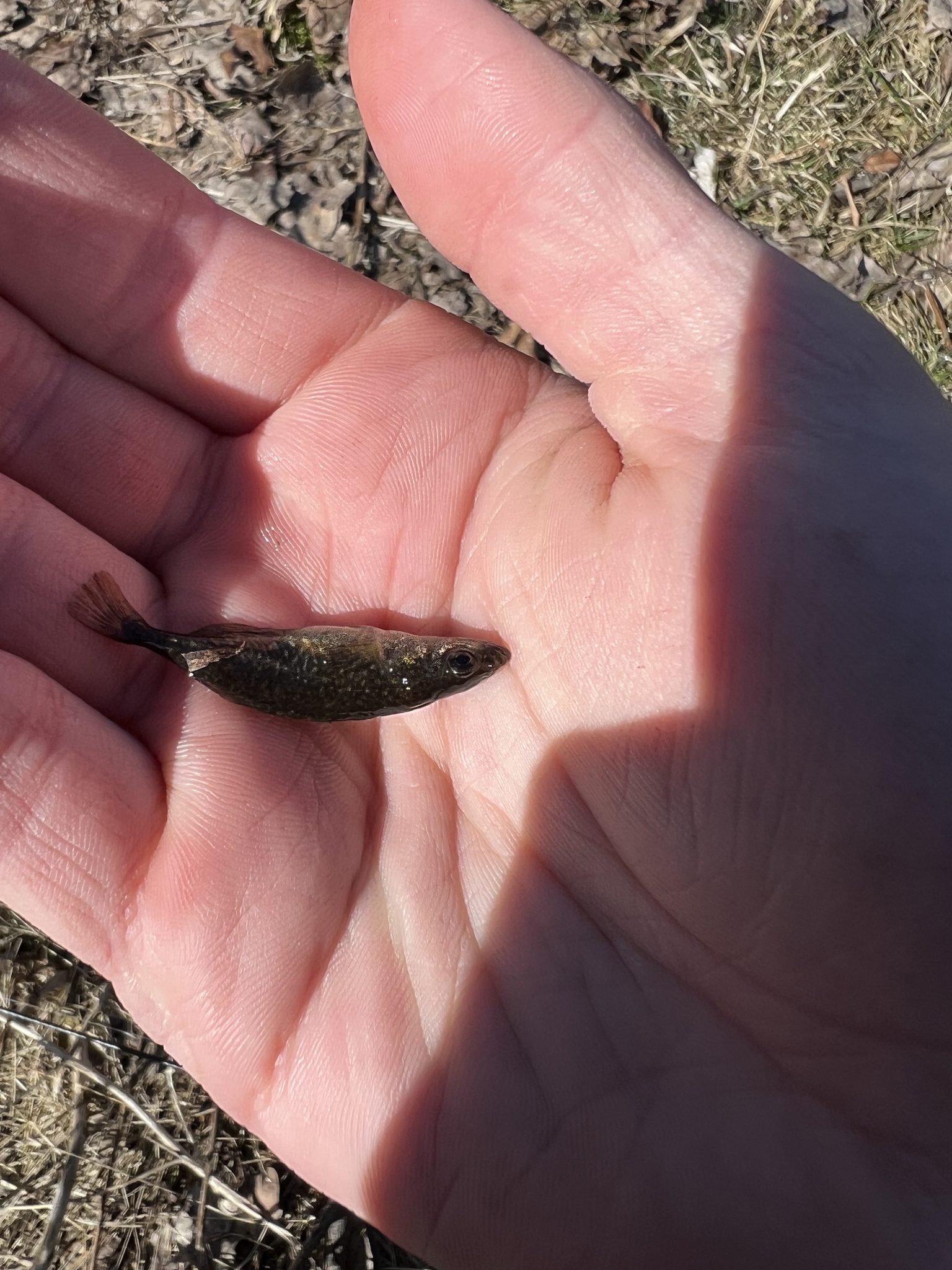 Culaea inconstans (Kirtland, 1840)