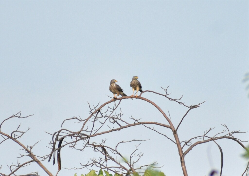 Roadside Hawk from Cancún, Q.R., México on March 7, 2023 at 08:18 PM by ...
