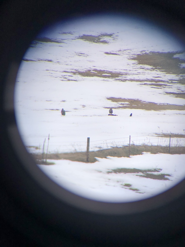 Bald Eagle from CTH-NN, Alma, WI, US on March 08, 2023 at 12:38 PM by ...
