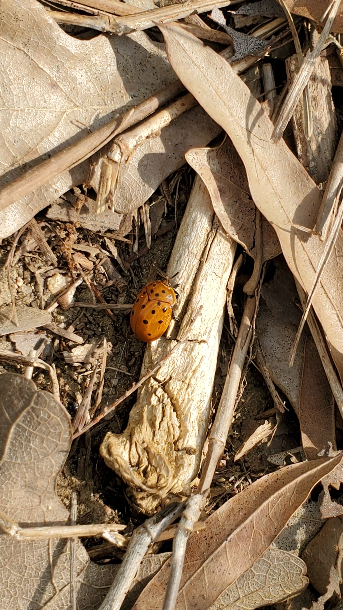 Chelymorpha cassidea (Fabricius, 1775)