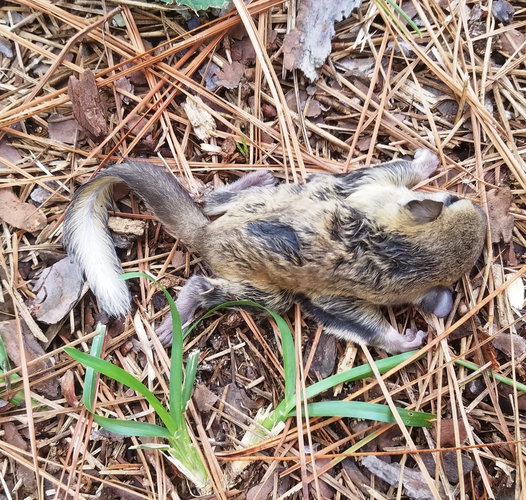 Southern Flying Squirrel from Walker County, TX, USA on September 30 ...