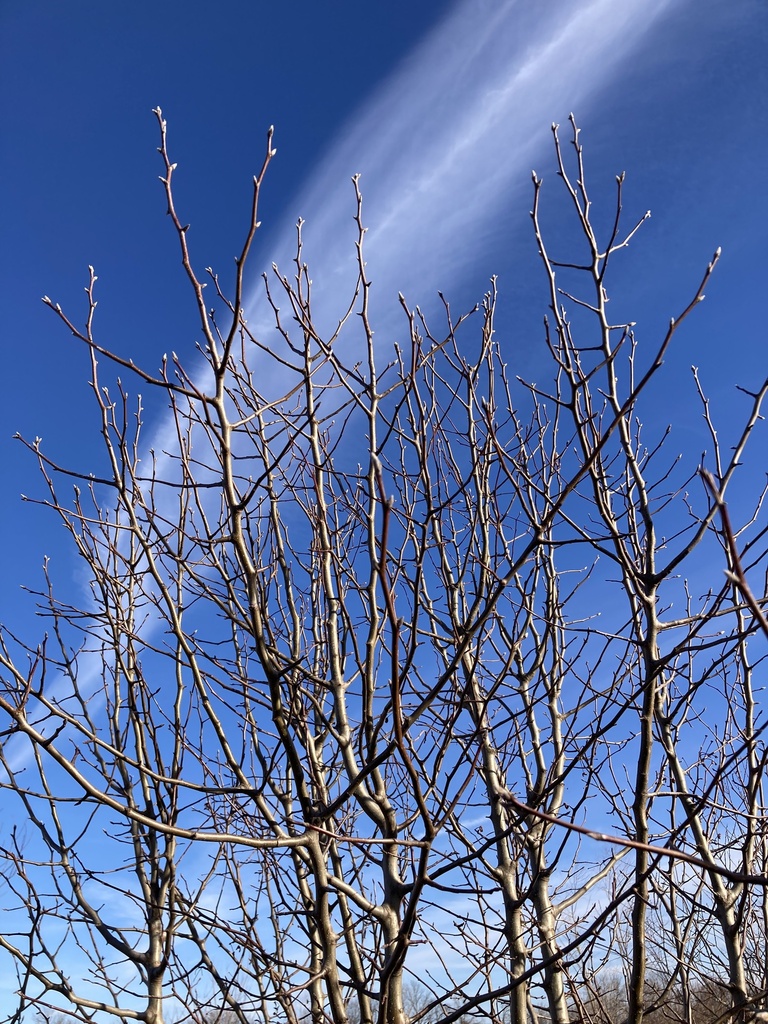 Callery pear in March 2023 by Daniel Pohl · iNaturalist
