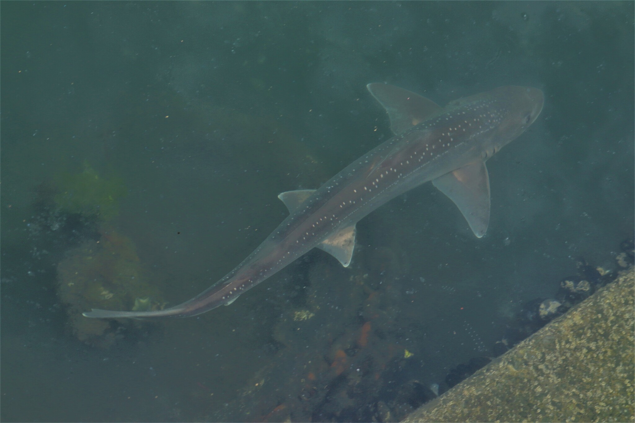 Mustelus lenticulatus Phillipps, 1932