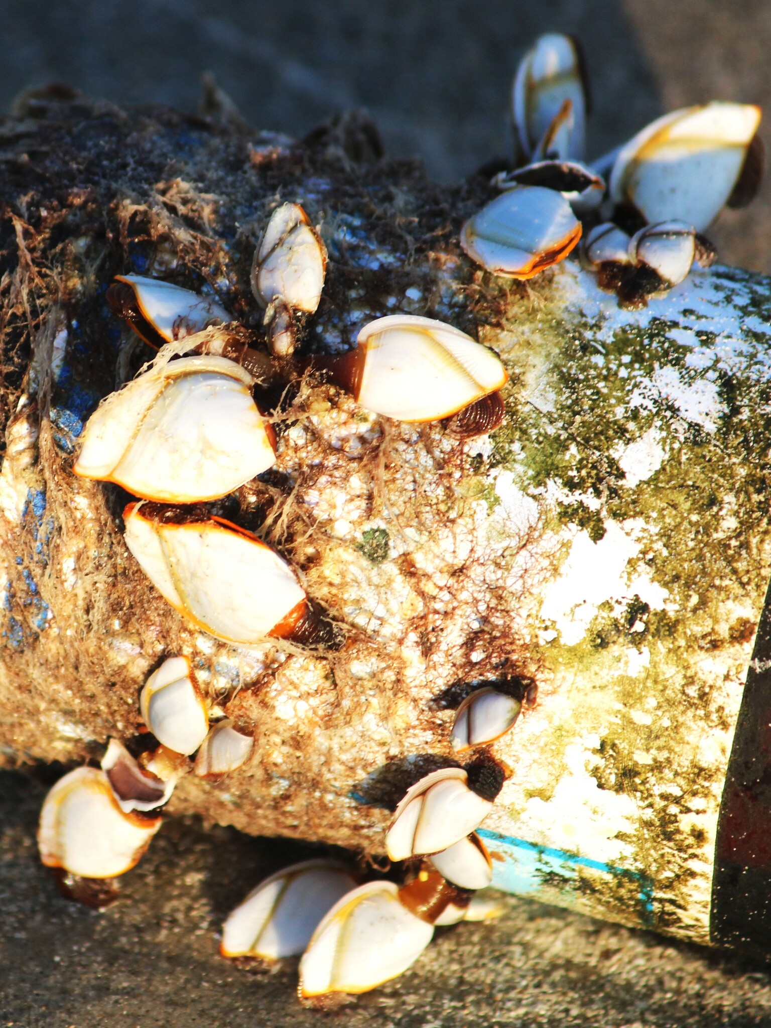 Lepas anserifera Linnaeus, 1767