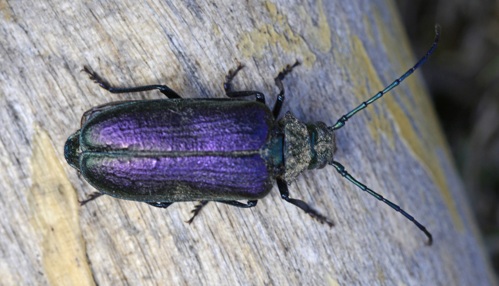 Phaolus metallicus from Coningham TAS 7054, Australia on February 24 ...