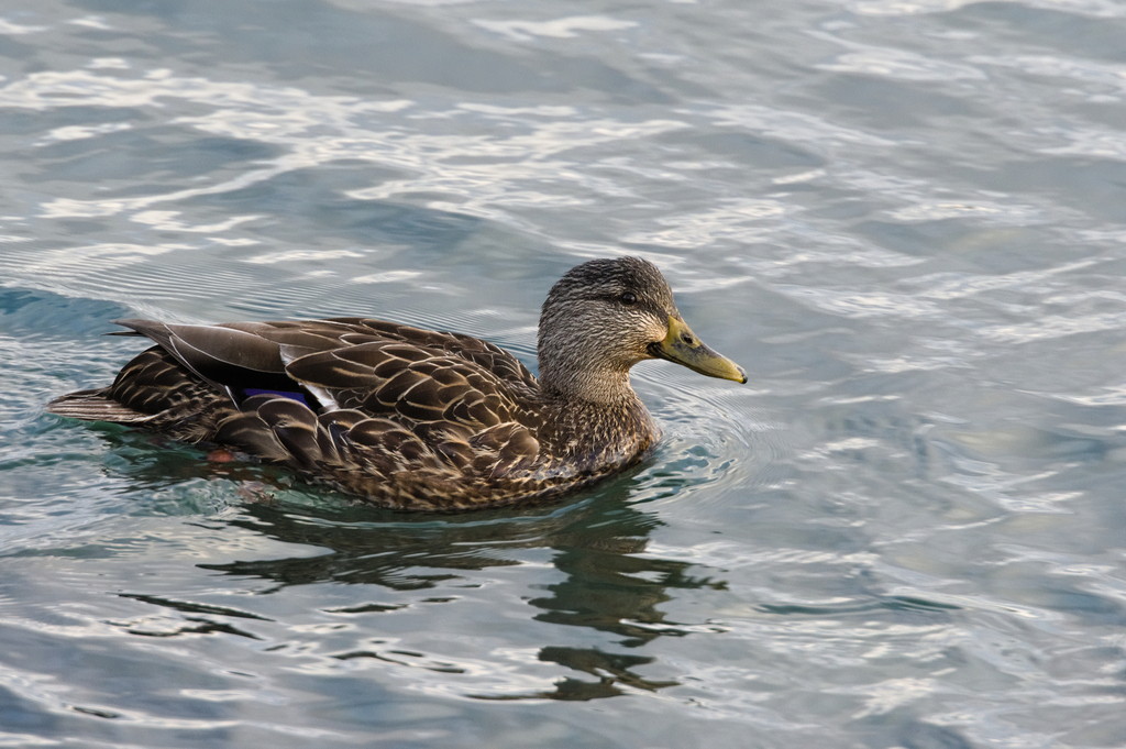 American Black Duck × Mallard from Sandwich, MA, USA on March 05, 2023 ...