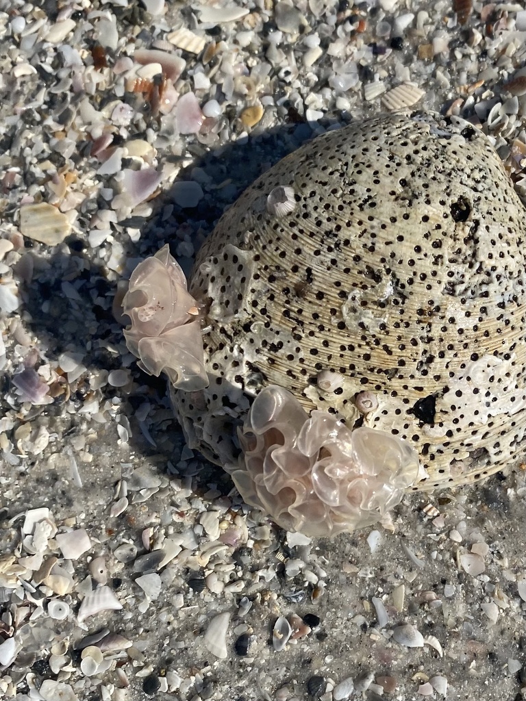 Eastern Banded Tulip from Treasure Island, Treasure Island, FL, US on ...