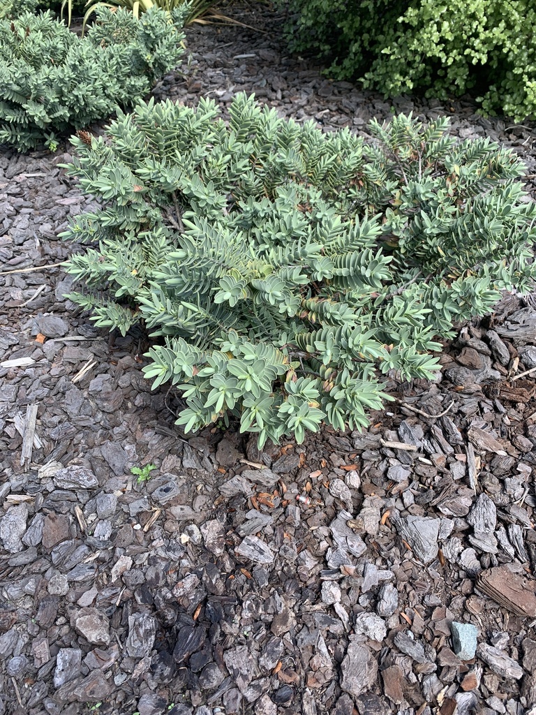 Shore Spurge from Te Waipounamu/South Island, Christchurch, Canterbury ...