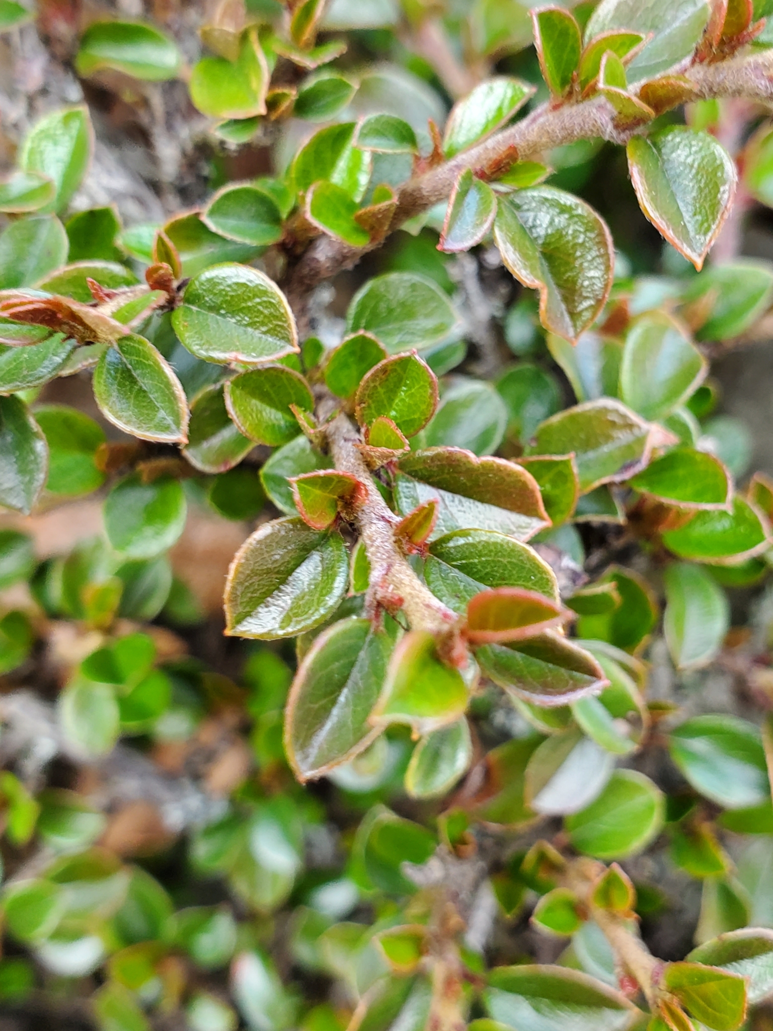 Cotoneaster horizontalis Decne.