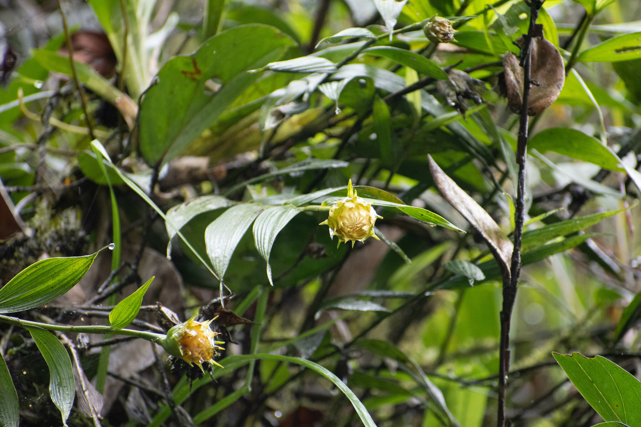 Elleanthus capitatus (Poepp. & Endl.) Rchb.f.