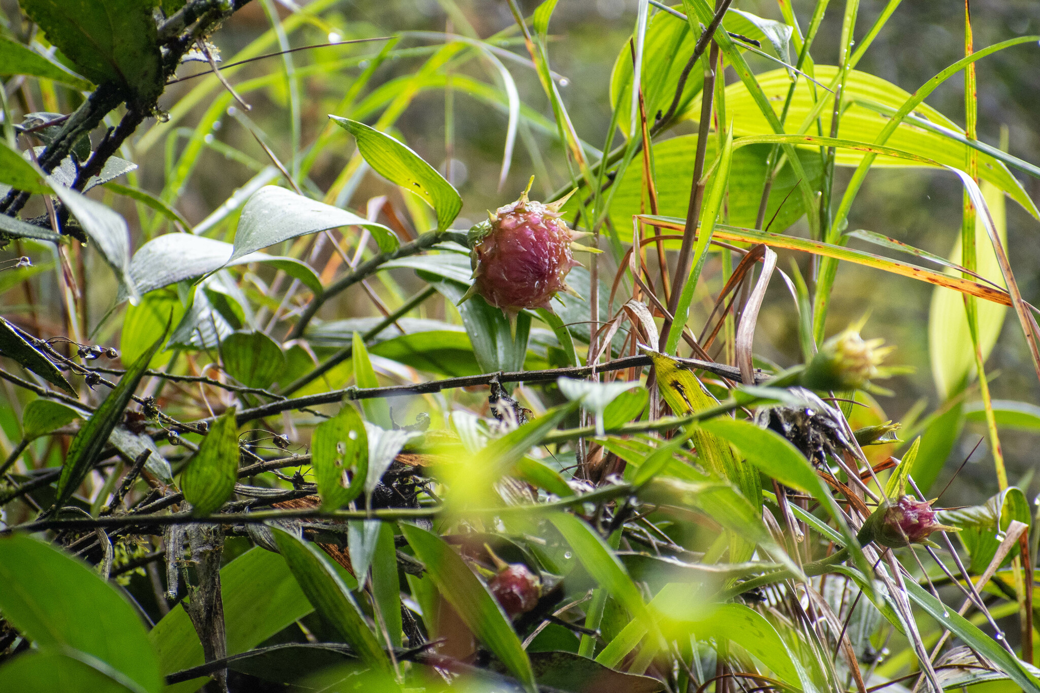 Elleanthus capitatus (Poepp. & Endl.) Rchb.f.