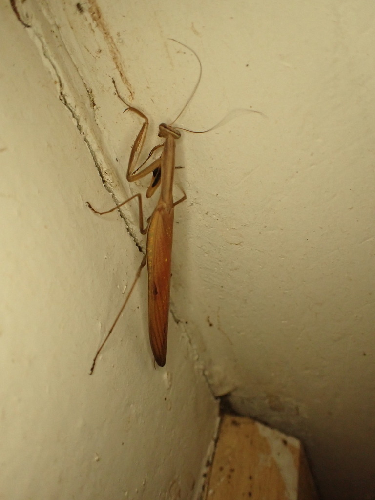 Paramantis from Kamwenge, Uganda on February 19, 2023 at 09:56 PM by ...