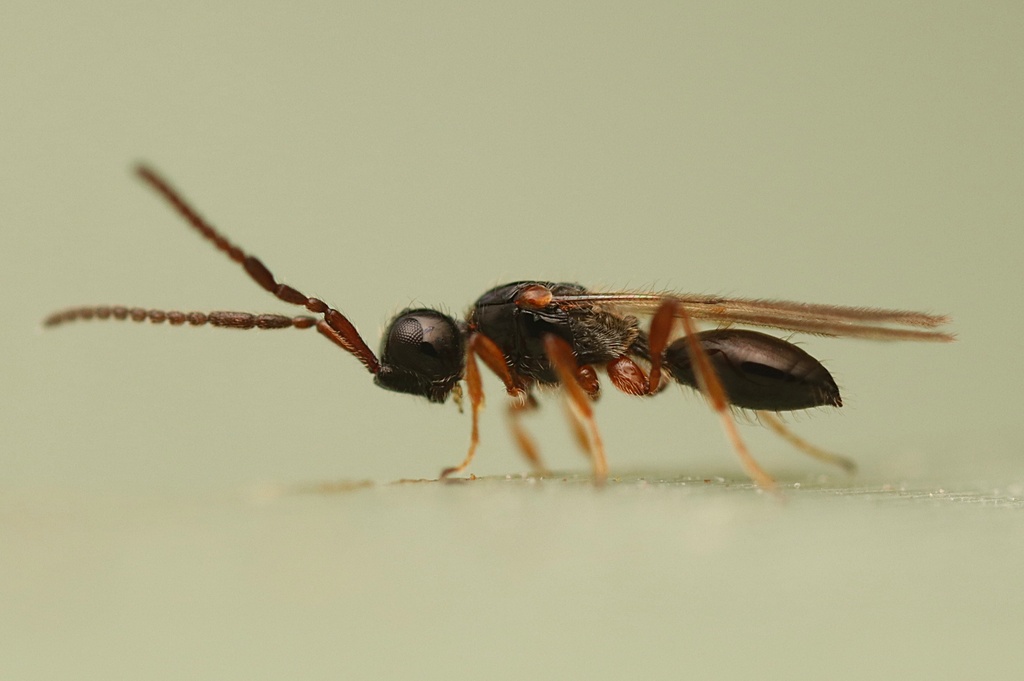 Diapriidae from Kaeo, New Zealand on February 26, 2022 at 06:30 PM by ...