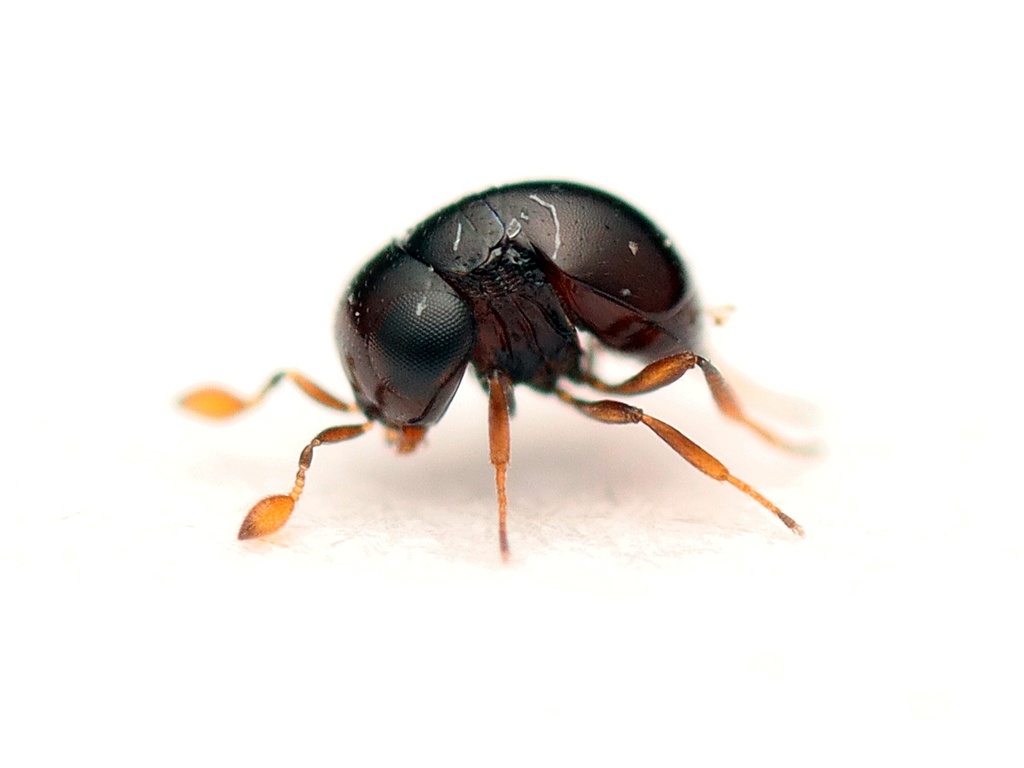 Baeus from Kaeo, New Zealand on February 28, 2022 at 07:00 PM by Tom ...