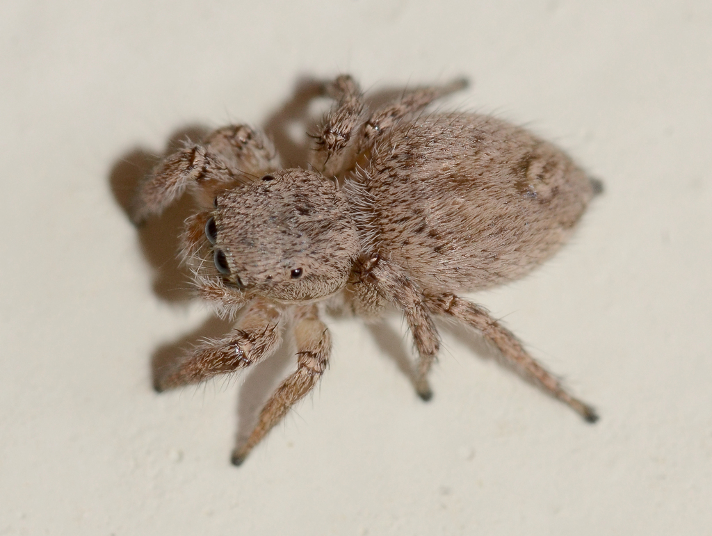 Paradise Jumping Spiders from Pontotoc County, OK, USA on July 24, 2022 ...