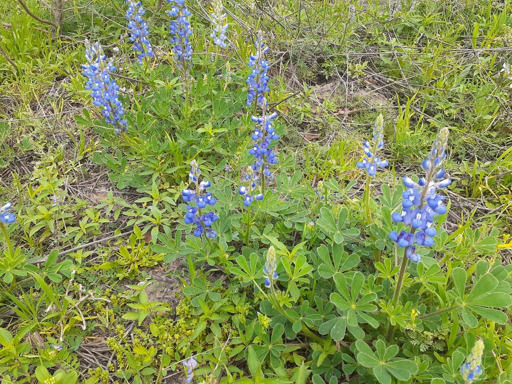 Sandy Land Bluebonnet from Paige, TX 78659, USA on March 08, 2023 at 11 ...
