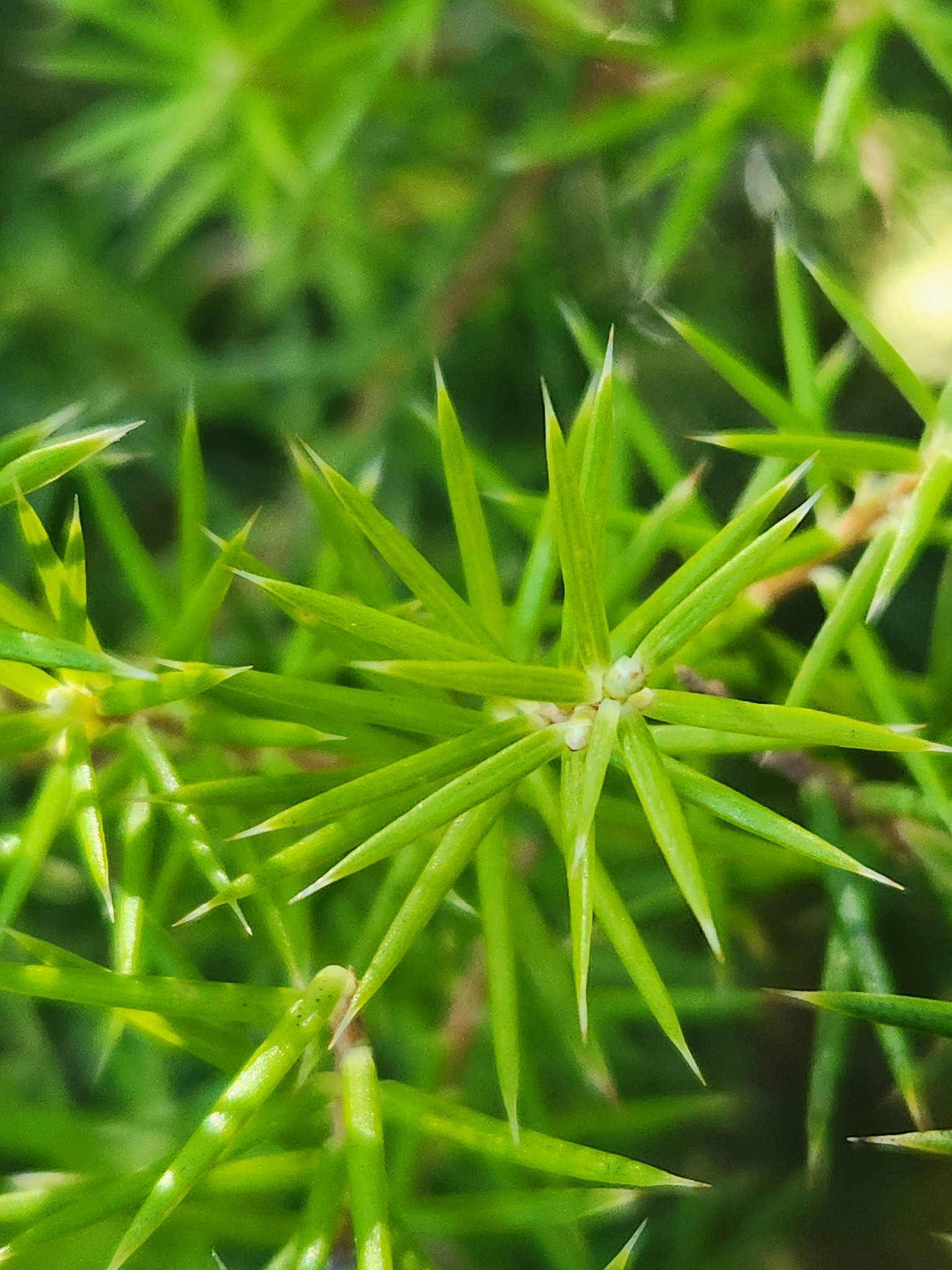 Leptecophylla juniperina (J.R.Forst. & G.Forst.) C.M.Weiller