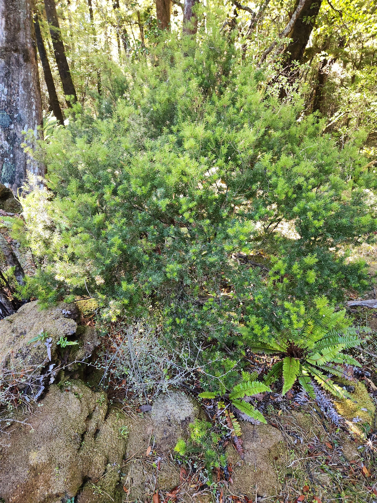 Leptecophylla juniperina (J.R.Forst. & G.Forst.) C.M.Weiller