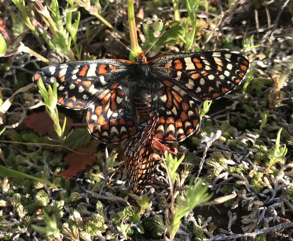Quino Checkerspot from Jamul, CA, US on March 08, 2023 at 04:29 PM by ...