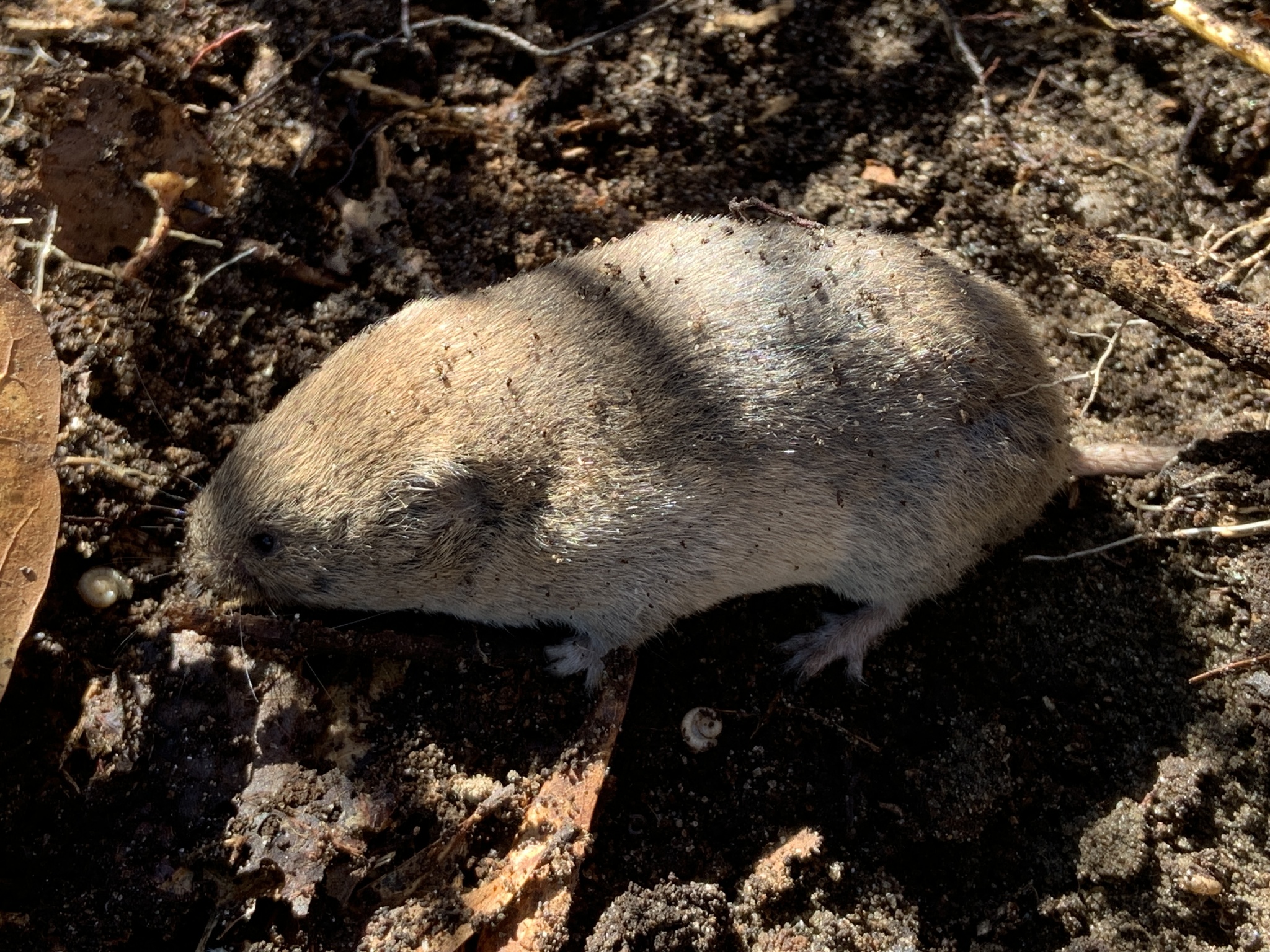 Microtus pinetorum (Le Conte, 1830)