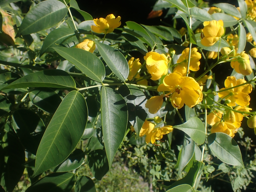 Arsenic Bush from O'Reilly QLD 4275, Australia on March 06, 2023 at 12: ...