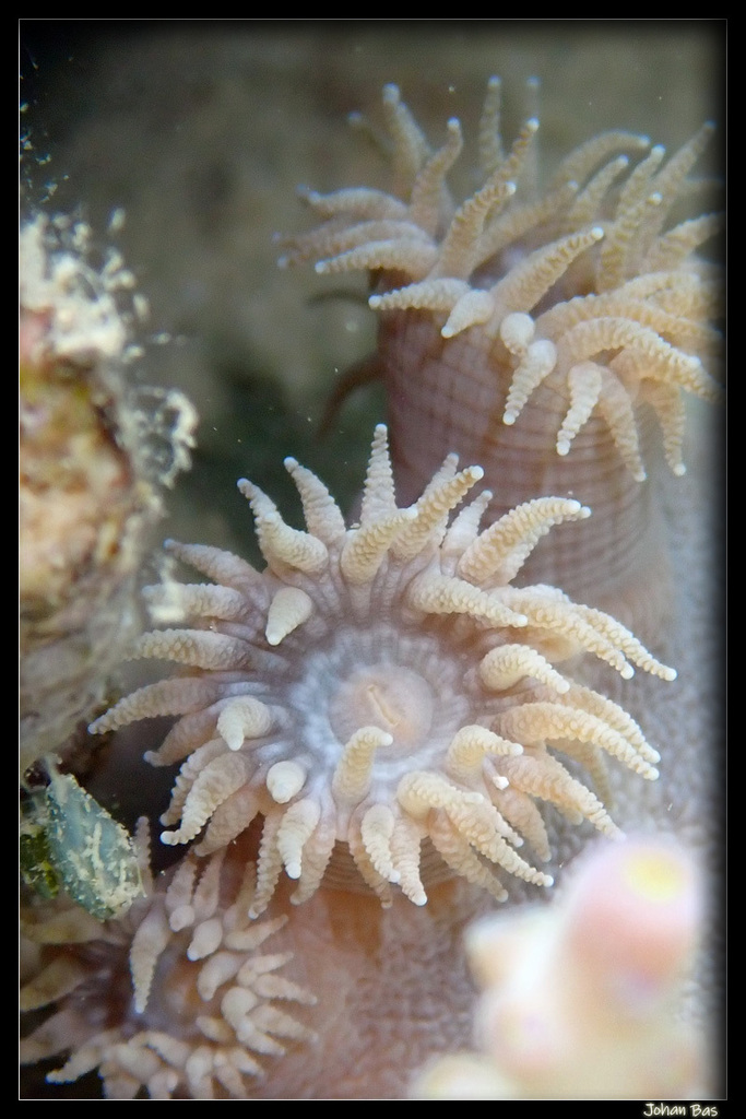 Pagoda Coral in August 2020 by Johan Bas · iNaturalist