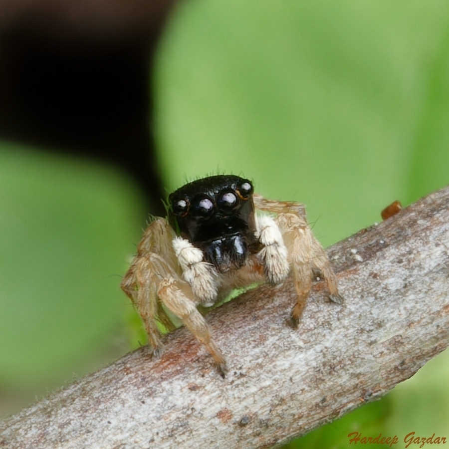 Langelurillus onyx from Conservation Education Centre Of BNHS on June ...